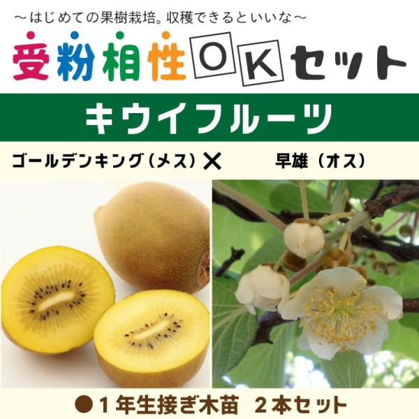キウイ 苗木 【キウイ2品種 受粉相性OKセット ゴールデンキング × 早雄】 1年生 接ぎ木苗 ×2本セット キウイフルーツ キュウイ 苗 果樹 果樹苗 受粉樹セット●以下の2品種のセットとなります。・メス木 「ゴールデンキング」の特長果...