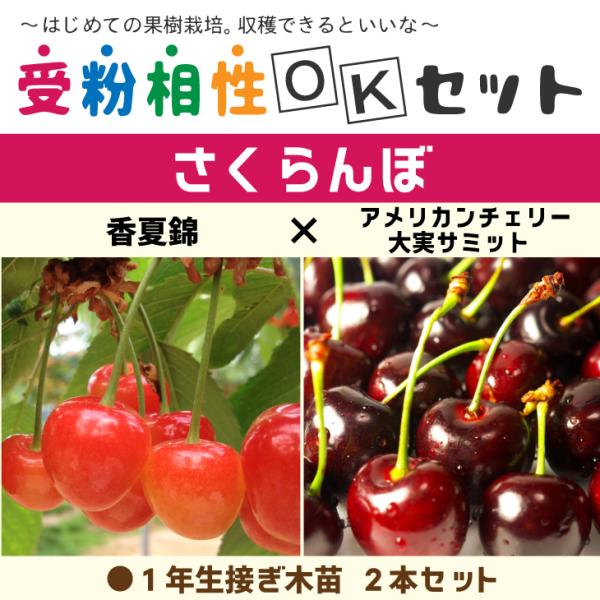 ◆送料無料◆ さくらんぼ 苗木 【さくらんぼ2品種 受粉相性OKセット 香夏錦 × アメリカンチェリー 大実サミット】 1年生 接ぎ木苗 ×2本セット チェリー 桜桃 さくらんぼ苗 果樹 果樹苗●以下の2品種のセットとなります。・「香夏錦 ...