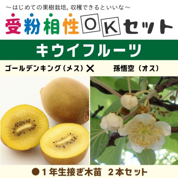◆送料無料◆ キウイ 苗木 【キウイ2品種 受粉相性OKセット ゴールデンキング × 孫悟空】 1年生 接ぎ木苗 ×2本セット （ニーム小袋付き）キウイフルーツ キュウイ 苗 果樹 果樹苗 受粉樹セット ※北海道・沖縄は送料無料適用外です。...