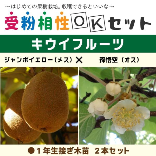 ◆送料無料◆ キウイ 苗木 【キウイ2品種 受粉相性OKセット ジャンボイエロー × 孫悟空】 1年生 接ぎ木苗 ×2本セット （ニーム小袋付き）キウイフルーツ キュウイ 苗 果樹 果樹苗 受粉樹セット ※北海道・沖縄は送料無料適用外です。...