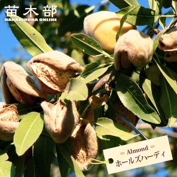 ●品種の特徴「ホルスハーディ」は果実は20gと小ぶりなものの自家結実性があり、1本で結実するため、アメリカでは庭木として植えられている人気品種です。果実は淡緑色で楕円形、花は淡紅色の大輪で美しい花です。アーモンドは花と実が美しく、庭木向け。...