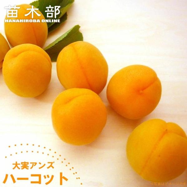 ●品種の特徴ハーコットは、果重80〜100gで大実品種です。7月上旬〜中旬が収穫時です。陽光面は赤く染まります。皮は手でむくことができます。果肉は柔らかく、日本の在来種に比べ酸味が少なく、糖度は桃と同じくらいあるのでとても甘く感じられます。...