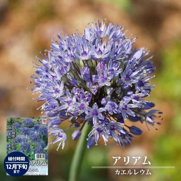 【発売日：2026年09月12日】●品種の特徴本種「カエルレウム」は美しい薄青色の品種です。花茎が60cmくらい伸びて球状（直径3cmほど）の可愛らしい花をたくさん咲かせます。アリアム（アリウム）は、ユリ科の宿根草で、ユニークなフォルムと可...