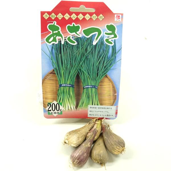 【発売日：2026年08月04日】●品種の特徴鮮かな緑の細い葉が美しいアサツキ。香りがよく、薬味や料理の彩りにもぴったり。ベランダなどでプランター栽培にも向いているお手軽健康野菜なので、家庭菜園初心者さんでも簡単に栽培出来ます。植え付けから...