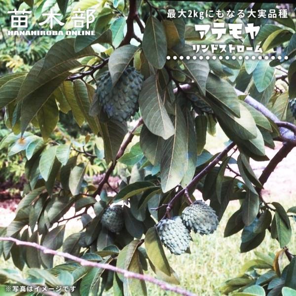 ●品種の特徴「リンドストローム」は、最大2kgにもなる大実品種のアテモヤです。アテモヤはフロリダで品種改良された釈迦頭（シャカトウ、バンレイシ）とチェリモヤを掛け合わせた品種です。食感や風味がパイナップルに似ていることから、台湾では鳳梨釋迦...