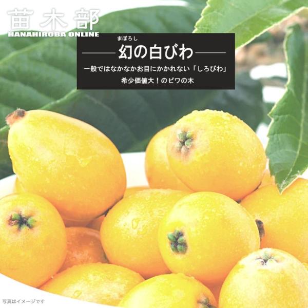 ●品種の特徴『白枇杷』は、甘みと酸味のバランスが抜群で最高に美味い！一度は食べてみたい「幻の白びわ」。食べたことがない人は、是非一度は食べてみたい！食べたことがある人は、是非もう一度食べたい！と思わせる魅惑的な果実「白びわ」。そもそも「白び...