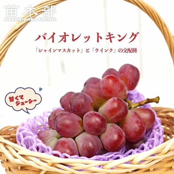 ●品種の特徴バイオレットキングはその名の通り、赤系の王様にふさわしい優雅で存在感抜群の外観です。裂果は少なく、果皮は薄く、皮ごと食べることができます。ジベレリン処理とフルメットを使うと30g近い巨大粒に育ちます。房の大きさは400〜650g...