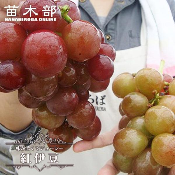 ●品種の特徴紅富士の変芽から選抜された品種で、紅富士よりも大粒で早熟なのが特徴です。果汁も多く、食べやすいことから、多くの方から支持を受けています。果粒が13〜16g、、果皮は紫紅で着色も良くやや厚みがありますが身離れがよく食べやすいです。...