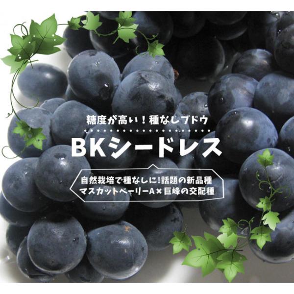 ●品種の特徴九州の大学で育種されたBKシードレス。マスカットベーリーA（B）と巨峰（K）の交配種で、シードレス＝種無しです。2011年に品種登録されました。残暑で疲れた体をヤサシック労ってくれるような甘味です。糖度が20度以上と甘く、果汁も...