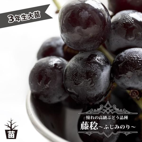 ●品種の特徴果皮は黒色でやや紫色っぽいです。果皮が濃くなるほど糖度が高くなります。この品種最大の魅了は果実の粒の大きさが、最大で32ｇを越えるほどの巨大種。お相撲さんのような名前もあいまって、まさに黒ぶどうの横綱です。ピンポン玉くらいのもの...