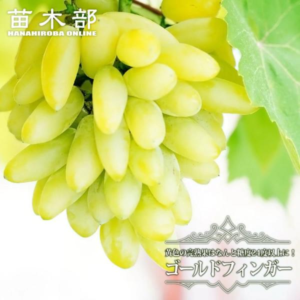 ●品種の特徴名前にフィンガーが使われているのはその見た目が由来。実がまるでしなやかな女性の指のような珍しい形をしています。糖度は18度程度。ジューシーで酸味が少なく、とても甘いブドウです。ゴールドはなぜ付いたかと言うと、実が完熟すると黄色に...