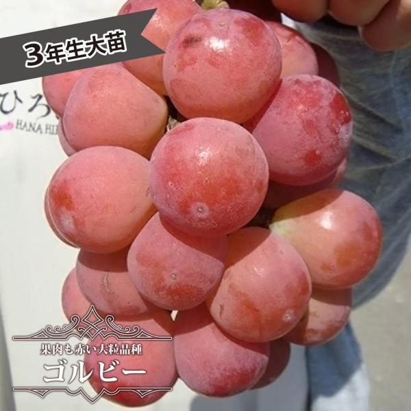 ●品種の特徴赤系ぶどうの中ではとてつもなく粒が巨大なのが特徴です。赤くてまん丸ぷっくりの果実で、甘みと酸味のバランスが天才的です。ジベレリン処理と摘粒で1粒20gになることもあります。粒がギューギューです。肉質、食感とも良好で人気が高いです...