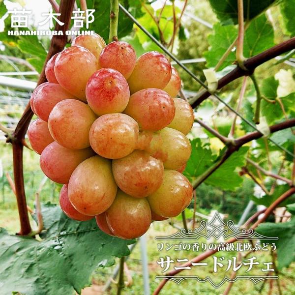 【発売日：2026年12月26日】●品種の特徴「太陽（サニー）をたっぷり浴びた甘美なスイーツ（イタリア語でドルチェ）」をイメージして命名されたそうです。食感は、パリッとしていてさわやかな香りのするブドウです。皮ごと食べられる赤色ぶどうサニー...