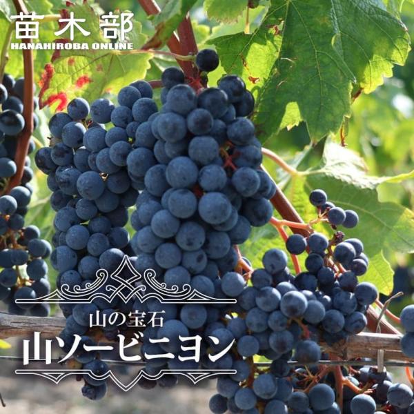 ●品種の特徴山ソービニヨンは日本に自生する『山ブドウ』と最高級ワイン用ブドウ『カベルネソービニオン』の交配して生まれた画期的な品種です。日本の気候では難しいと言われているワイン用ブドウを自生する山ぶどうと交配する事で、日本の気候でも「裂果し...
