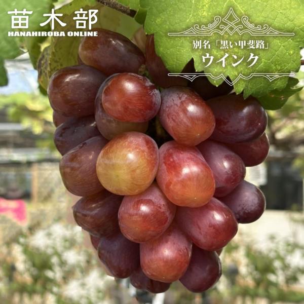 ●品種の特徴「ウインク」は1987年にルーバルマスカットと甲斐路をかけ合わせて作出されました。400〜500gほどの大房となり、着色も良好。花付き実付きが良いため摘粒は必須です。粒の大きさは大粒。皮ごと食べてもあっさりとしていて渋みはなく、...