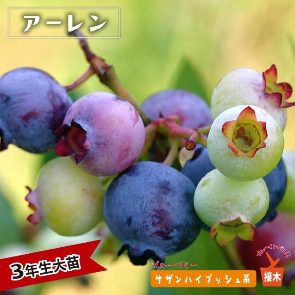 ●品種の特徴結実率が高く安定した収穫ができる品種です。小枝の発生は少ないほうで剪定は楽、直立性でコンパクトに育ちますので鉢植えや狭い場所にもおすすめです。酸味がしっかりしていて甘さは中程度、風味がある果実です。果樹栽培の入門種ブルーベリー。...