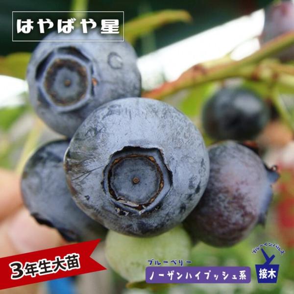 ●品種の特徴群馬県で育種された早生品種！コリンズとコビルの自然交雑種からの選抜。程よい甘さと強めの酸味があります。生食にもジャムやケーキなどの加工用にも向きます。樹勢は強くて日本の気候によく合います。おおつぶ星やあまつぶ星よりも早い収穫時期...