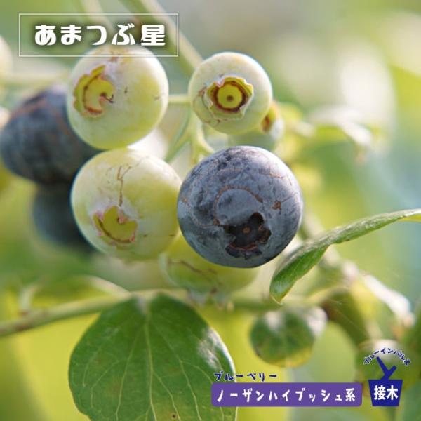 ●品種の特徴本種は”おおつぶ星”の兄弟品種です。ブルーム多めの青の大粒品種で、甘さと酸味のバランスも良好です。おおつぶ星と比べると酸味が少ないので、どなたでも食べやすくクセのない品種です。糖度が高くデザート感覚で楽しめる甘さです。本種は晩生...