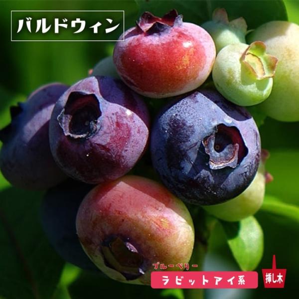 ●品種の特徴他のラビットアイ系品種に比べ、耐病性に強いです。樹勢も強くて育てやすいです。果皮はやや柔らかめで、糖度も高くとっても甘い品種です。果実が美しいです。9月上旬ごろまで樹上完熟するので長く楽しめます。結実性が良く日持ちも良い晩生種で...