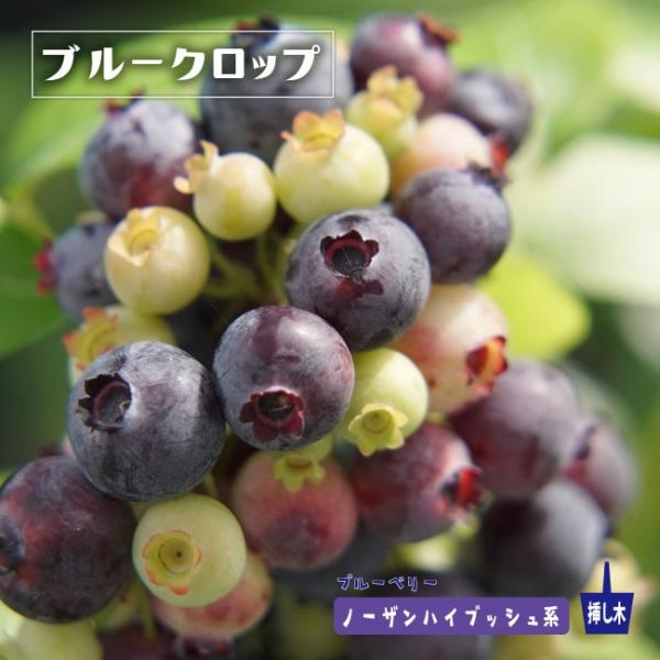 ●品種の特徴ブルークロップはアメリカのブルーベリー産業の有力品種。ニュージャージー原産の強健種で、樹勢が強く、土壌適応性も非常に高くやせ地でも育ちます。耐寒性も強く、耐病性もあります。乾燥にも強いです。シュートの発生は少ないです。果肉もギュ...