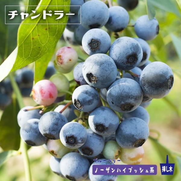 ●品種の特徴チャンドラーは500円玉サイズの超特大サイズの実がつく品種で、最大で7ｇほどの実をつけることも・・・。ダロウよりも大きいとウワサの品種です。甘みが多いですがやや酸味が効いていて風味も良好。おいしい大きな果実です。ノーザンハイブッ...