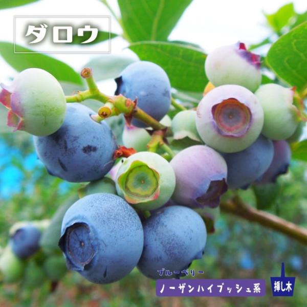 ●品種の特徴ノーザンダロウは500円玉サイズの大玉品種です。果皮は柔らかいのに果肉はギュッと締まり、甘みも酸味も強くてコクがあり、とってもおいしい品種です。日持ちはあまりしません。夏の暑い東海地方でも実つきは良好、というかノーザンハイブッシ...