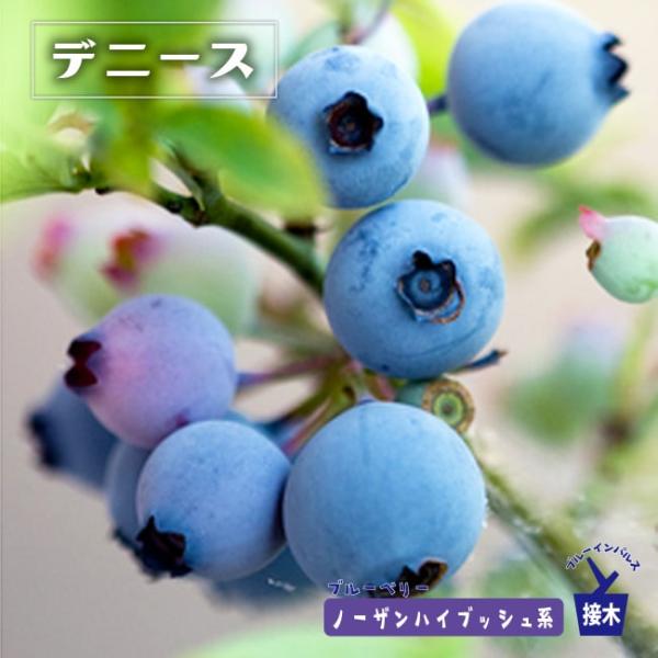 ●品種の特徴オーストラリア原産の品種です。別名”デニースブルー”とも呼ばれており、この系統の中も比較的大粒のジューシーな品種です。果柄が長いので収穫のタイミングがわかりやすいです。果肉自体も柔らかめのため市場出荷には欠点ありですが、摘み取り...