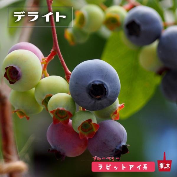 ●品種の特徴果肉もギュッと締まり、完熟果は最高に甘く、香りよく、風味も素晴らしいおいしい品種です。樹勢が強く、シュート発生が多いです。結実性が良く、日持ちもするので、比較的初心者の方にも作りやすい品種です。ラビットアイ系の中でも最も暑さに強...