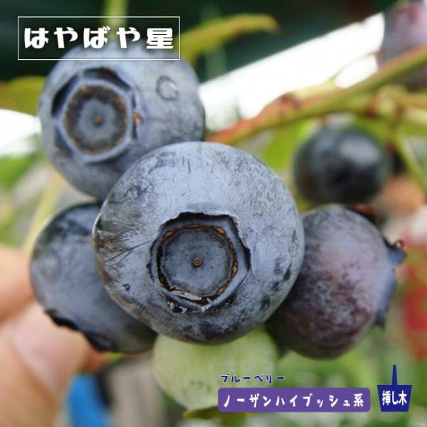 ●品種の特徴群馬県で育種された早生品種！コリンズとコビルの自然交雑種からの選抜。程よい甘さと強めの酸味があります。生食にもジャムやケーキなどの加工用にも向きます。樹勢は強くて日本の気候によく合います。おおつぶ星やあまつぶ星よりも早い収穫時期...