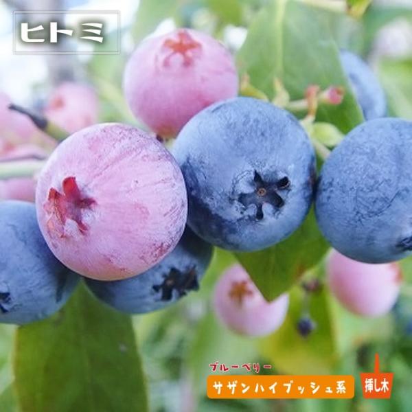 ●品種の特徴樹勢が強く、比較的大きくなりやすいので育てやすい品種です。果肉はギュッと締まり、しっかりしていて日持ちが良く、貯蔵性にも優れていますので人気の品種です。甘み系で風味も良好。完熟した果実はねっとりした濃い味わいになり甘み香りも強く...