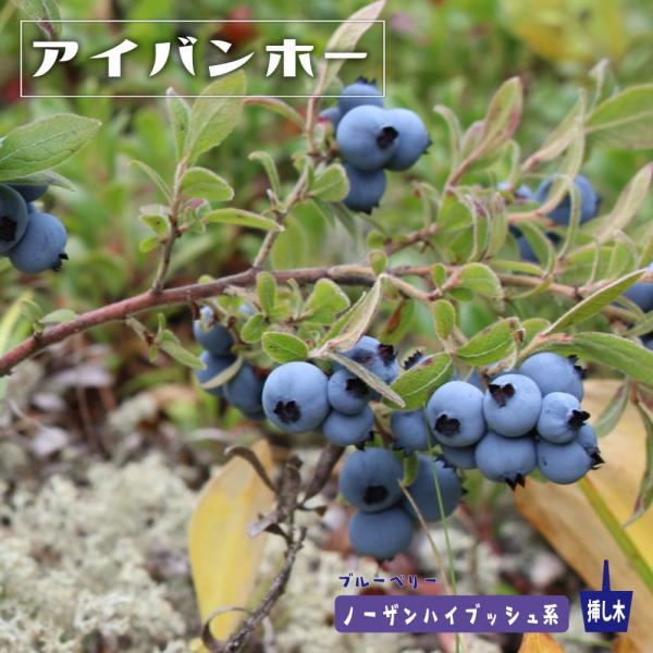 ●品種の特徴「アイバンホー」は中実で酸味と甘み、香りを兼ね備えた美味しい生食向けのブルーベリーです。樹勢が大変強い品種です。果樹栽培の入門種ブルーベリー。花も実も紅葉も楽しめ、季節の移ろいの度に表情を変えます。ブルーベリーは1年生でも収穫で...