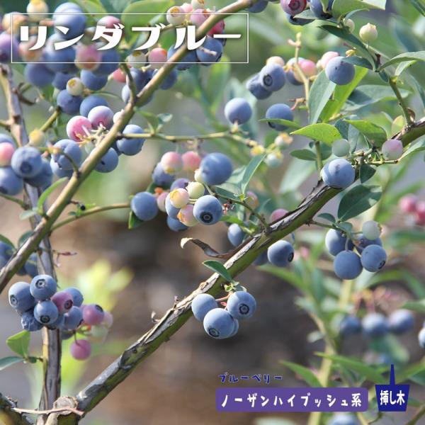 ●品種の特徴「リンダブルー」は、日本で育成選抜された、ハイブッシュ系のワイルド種です。やや開張性。実は小さいのですがメリハリのある野性的な味です。酸味は少なく、甘いです。果樹栽培の入門種ブルーベリー。花も実も紅葉も楽しめ、季節の移ろいの度に...