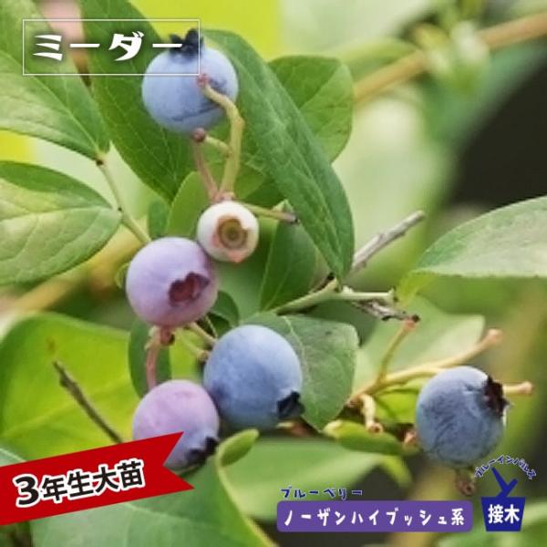 ●品種の特徴樹勢が強やや開張性の品種。紅葉もとても美しく、寒さに強い品種です。果肉は鮮やかな青色で見ていてとってもキレイです。果肉はよく締まり、香り豊かで高品質。果汁が多く酸味が心地よいフレッシュな味わいです。早どりしても完熟させても味わい...