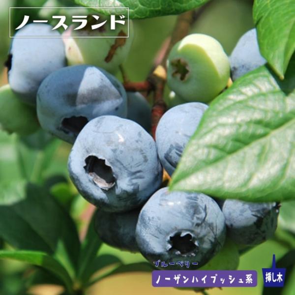 ●品種の特徴小粒〜中粒の実がびっしりつく超豊産性の品種です。やや酸味が強ですがしっかりとした甘みがあるのでさほど酸っぱいと感じません。果汁が多い。酸味と甘味のバランスも良く香りも良い品種です。寒冷地品種ですが、夏の暑い東海地方でも植栽良好で...