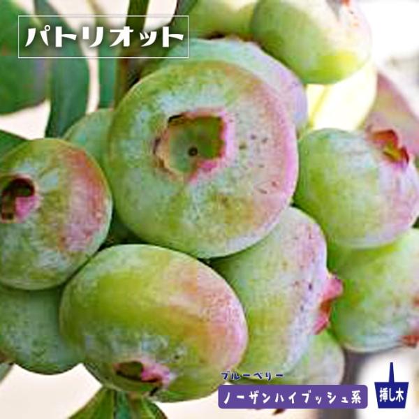 ●品種の特徴”アーリーブルー”を交配親に持ちます。パトリオットは大粒でこの系統の中でも北海道で栽培されるほど寒さに強く、極豊産性の人気の品種です。夏の暑さは苦手かなと思います。樹勢は比較的強く土壌適応性に優れますが、過湿には弱いです。結実が...