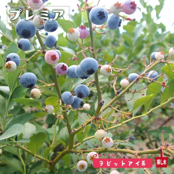 ●品種の特徴やや高めの酸性土壌でも良く育つ、丈夫で作りやすい入門品種です。成長すると樹勢が強くなります。皮が丈夫で裂果が少なくとっても甘みが強いです。中粒の早生品種です。花が奇形になりやすいので若木のうちは受粉不良で実付きが悪いですが、大株...