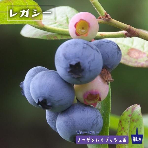●品種の特徴果実は大粒で、甘みと酸味のバランスも良好な品種です。最高の風味があると評価された品種です。アメリカ原産で樹勢が強く収穫量も多い、育てやすい品種です。環境によっては冬に落葉せず、やや性質はサザンハイブッシュに近いです。レガシーは栽...