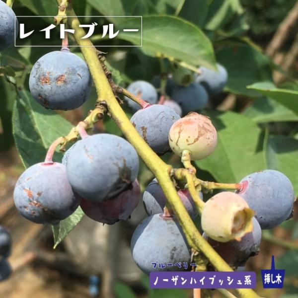 ●品種の特徴果実の香りが抜群で、酸味が強い極豊産性の晩生品種です。酸味系の味ですが、完熟すると糖度があがり非常においしいです。酸甘のバランスの良い素晴らしい味わいになります。生食に向いています。果皮も鮮やかなブルーで粒ぞろいよく美しい果実で...