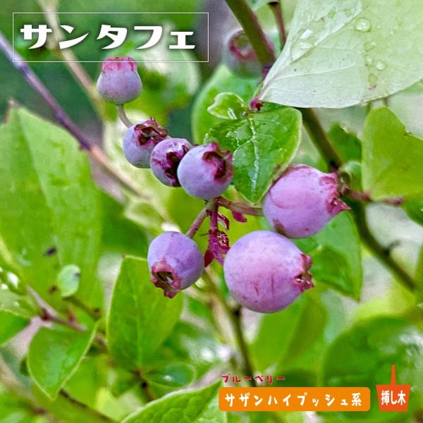 ●品種の特徴「サンタフェ」は、風味の良い粒のそろった中大粒が期待できます。樹勢が弱めなので注意が必要ですが、甘みが強めのバランスが取れたおいしい果実です。果樹栽培の入門種ブルーベリー。花も実も紅葉も楽しめ、季節の移ろいの度に表情を変えます。...