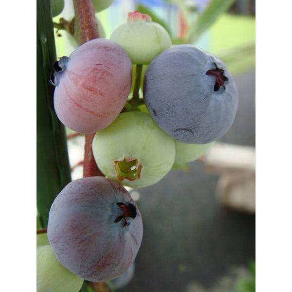 ●品種の特徴シエラはニュージャージー原産の品種で、香り豊かな本種は大粒で、完熟期になると最高の果実品質になり、果皮も光沢のある濃い紫色〜白っぽい感じで、絶妙なコントラストを演出してくれます。酸味の効いたキレのあるジューシーな果実。香りが素晴...