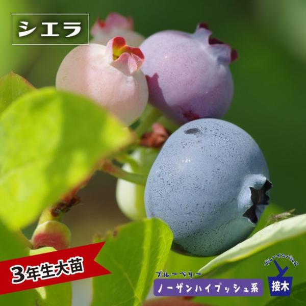 ●品種の特徴シエラはニュージャージー原産の品種で、香り豊かな本種は大粒で、完熟期になると最高の果実品質になり、果皮も光沢のある濃い紫色〜白っぽい感じで、絶妙なコントラストを演出してくれます。酸味の効いたキレのあるジューシーな果実。香りが素晴...