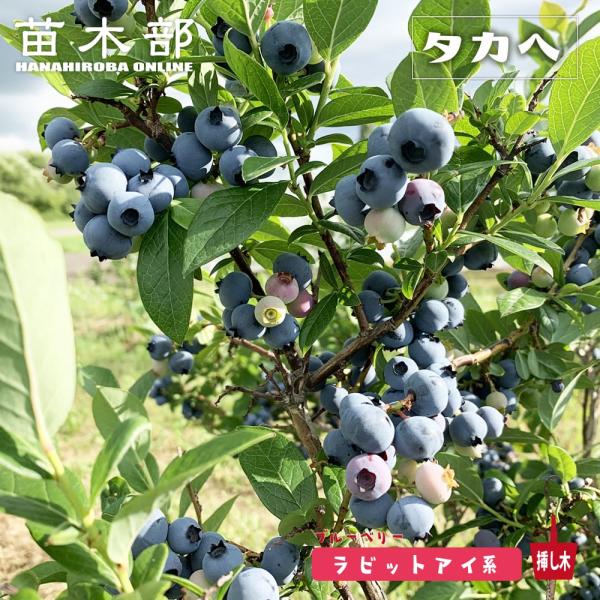 ●品種の特徴「タカヘ」は初秋から晩冬にかけての濃赤紫色の紅葉が美しくオーナメンタルブルーベリー品種としても人気があります。収穫量は在来種なみで、果実は中粒で晩成。樹形は直立性で樹勢も強く育てやすいです。しっかり完熟させれば甘みとコクが強くな...