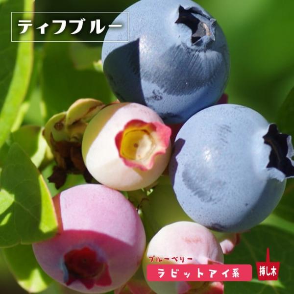 ●品種の特徴ティフブルーは古くからあるとても優秀な品種で、最近も本来持つ果実の高いポテンシャルに注目されています。ホームベルとウッダードとともにラビットアイ系御三家ともいわれ、ブルーベリーでどれを買ったらいいかわからなかったら、ホームベルと...