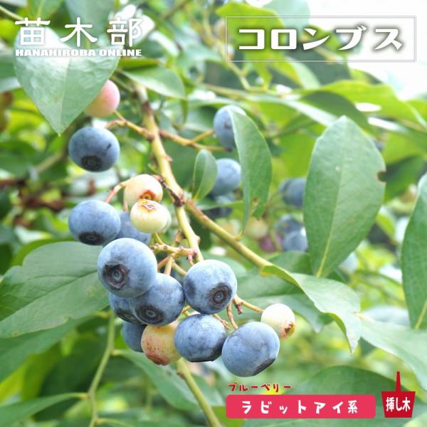 ●品種の特徴「コロンブス」はラビッドアイ系の中では大きな実（2g程度）をつける品種で、食味がよく、香りも良い。とても美味しいブルーベリーです。味は甘酸バランスがよいです。完熟果はブルームが多く、とてもジューシーで濃厚な味わいです。皮は薄く、...
