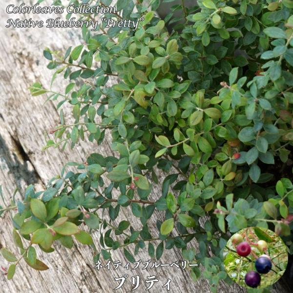 ●品種の特徴ネイティブブルーベリーは、もともとネイティブアメリカンが食料として食べていた野生種のブルーベリー。 一般的なブルーベリーよりも花も果実も小さく葉も小さいです。「プリティ」は 樹高が低くコンパクトに育てることができるので、場所を選...
