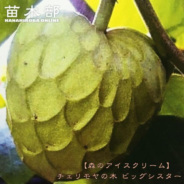 ●品種の特徴1979年米国カリフォルニア州サンディエゴのJames Neitzel氏によって作られた品種です。 結実性がとても良く果実は平均600ｇの大果になります。中には、1ｋｇを超えるサイズもあるとか・・・！！甘すぎず酸味とのバランスが...