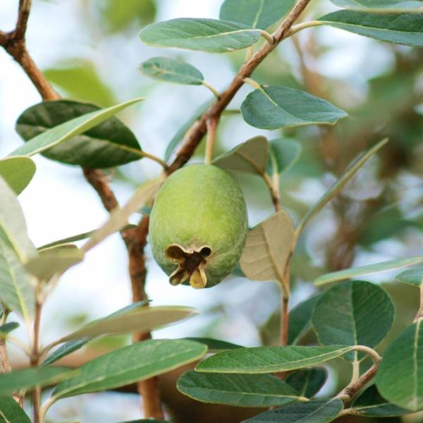 ●品種の特徴「デンズチョイス」は豊産性があり、若いうちから実をつけやすい品種。樹形もコンパクトで育てやすく、果肉が多く甘くて滑らかな触感で味わい深く、生食向けです。ニュージーランド ベルブロックナーセリー デニス・バートン氏がHortRes...