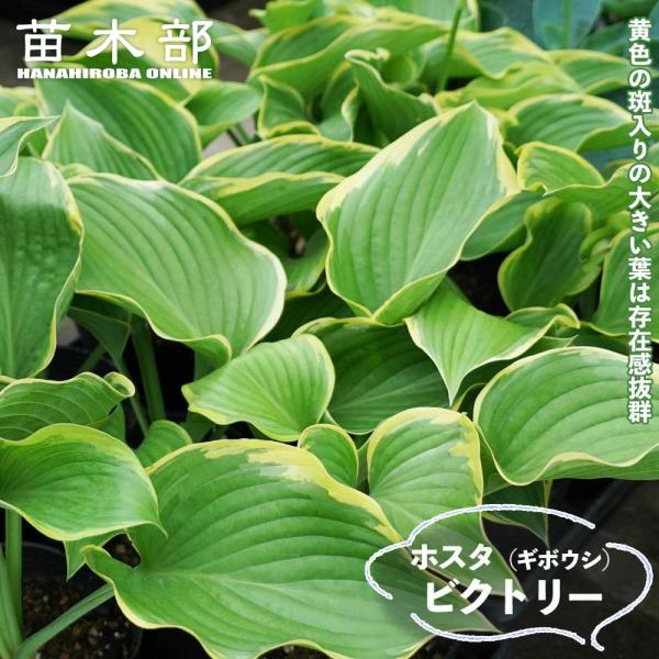 ●品種の特徴ビクトリーは、特大のグリーンの葉に黄色い外斑が入り、葉形は滑らかな曲線がやや波打っています。その姿はたいへん迫力があり存在感抜群！ 2015年にホスタ オブ ザ イヤーを受賞した銘品です。一般的なギボウシと比べて高さ幅ともに非常...