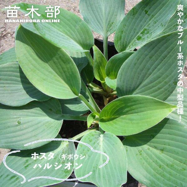 【発売日：2026年05月16日】●品種の特徴ハルシオンは中型で爽やかなブルー系品種です。高さ約50ｃｍ、横張り約70〜100ｃｍくらいになります。ややくるりと内巻きのままの形で止まる、ブロンズブルーの葉が楽しめます。夏頃（7月頃）に淡いグ...