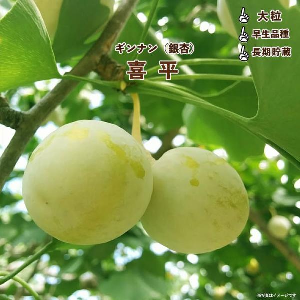 ●品種の特徴喜平は早生品種の代表です。収穫は8月下旬〜9月下旬頃です。1粒4〜5gの大粒で、粒揃いが良く、豊産性・貯蔵性も高い品種です。育て方も簡単なので放任して大丈夫です。たんぱく質、糖質、ビタミンA・B・Cを豊富に含み、栄養価が高い果実...